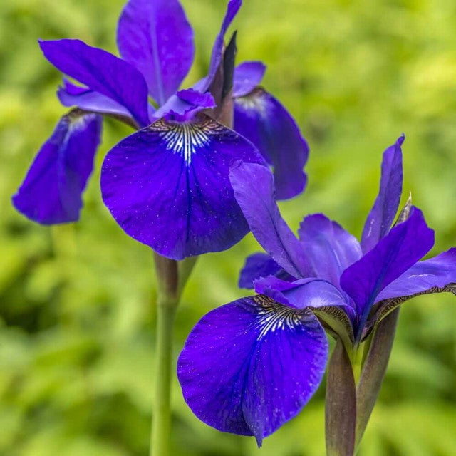 Blue Flag Iris | DSLD Land Management Aquascapes